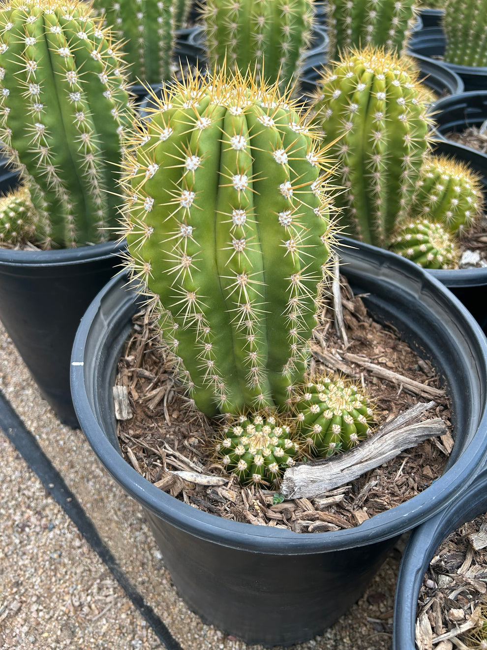 Argentine Giant Cactus – Strictly Exotics Cactus Nursery